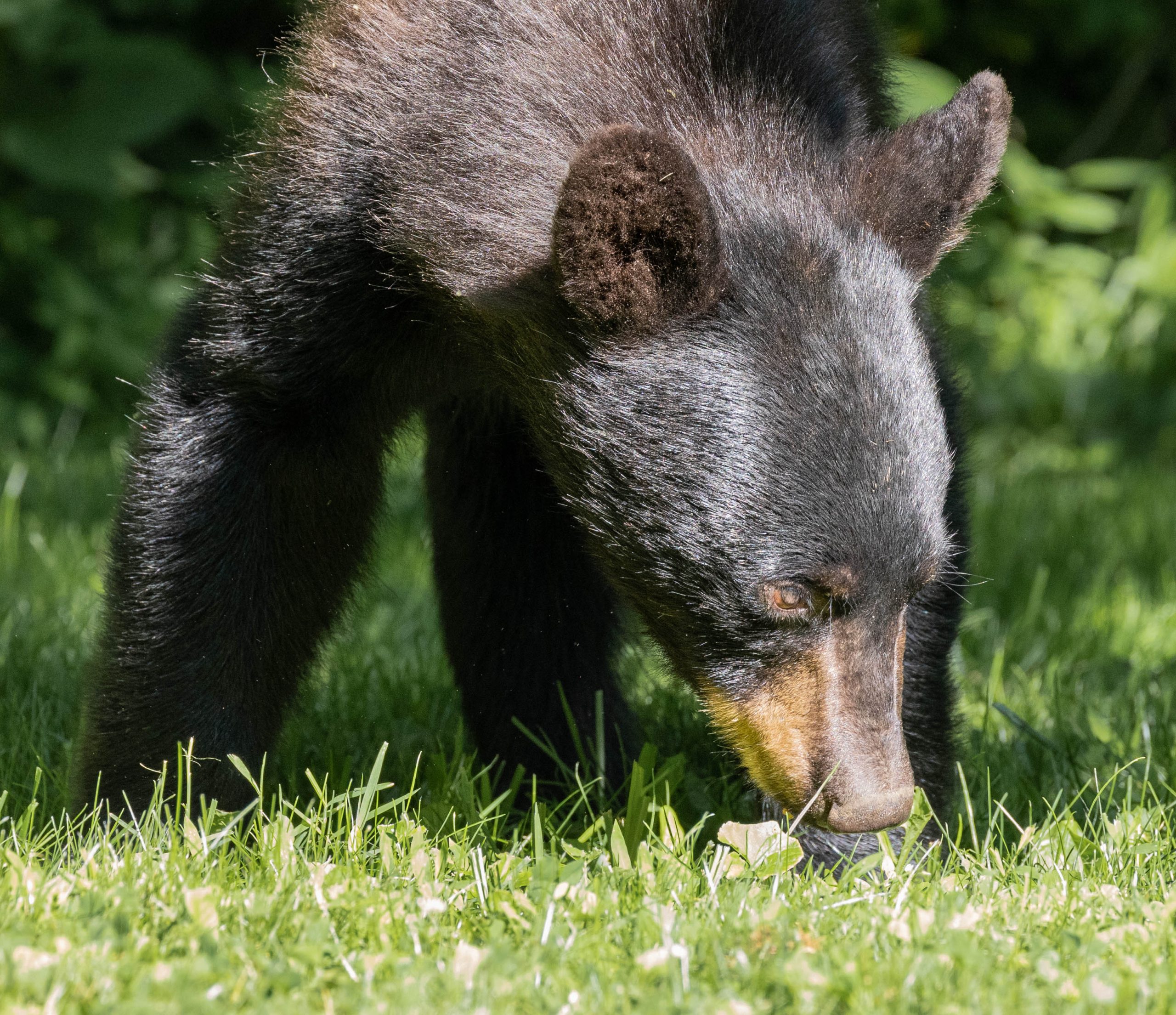 Living with NJ Black Bears | Township of Bethlehem
